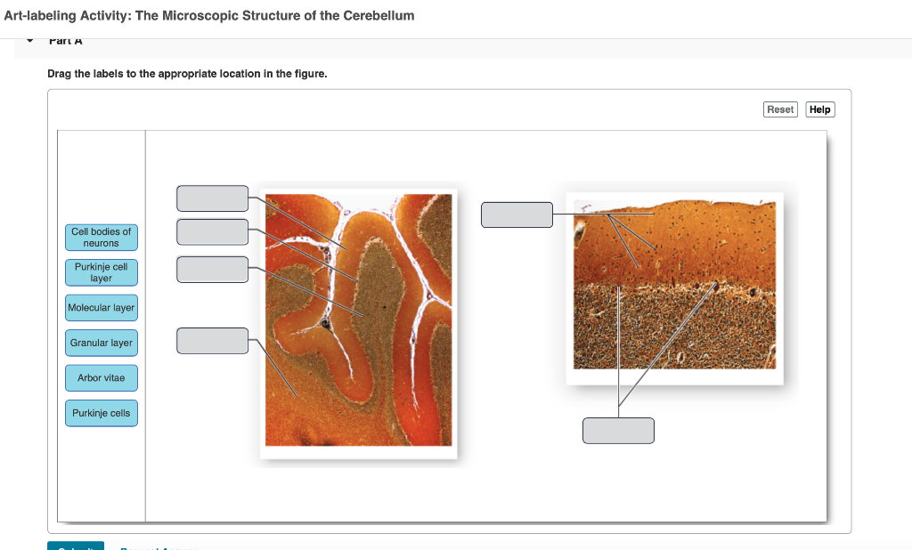 Solved Art-labeling Activity: Microscopic Structure of the | Chegg.com