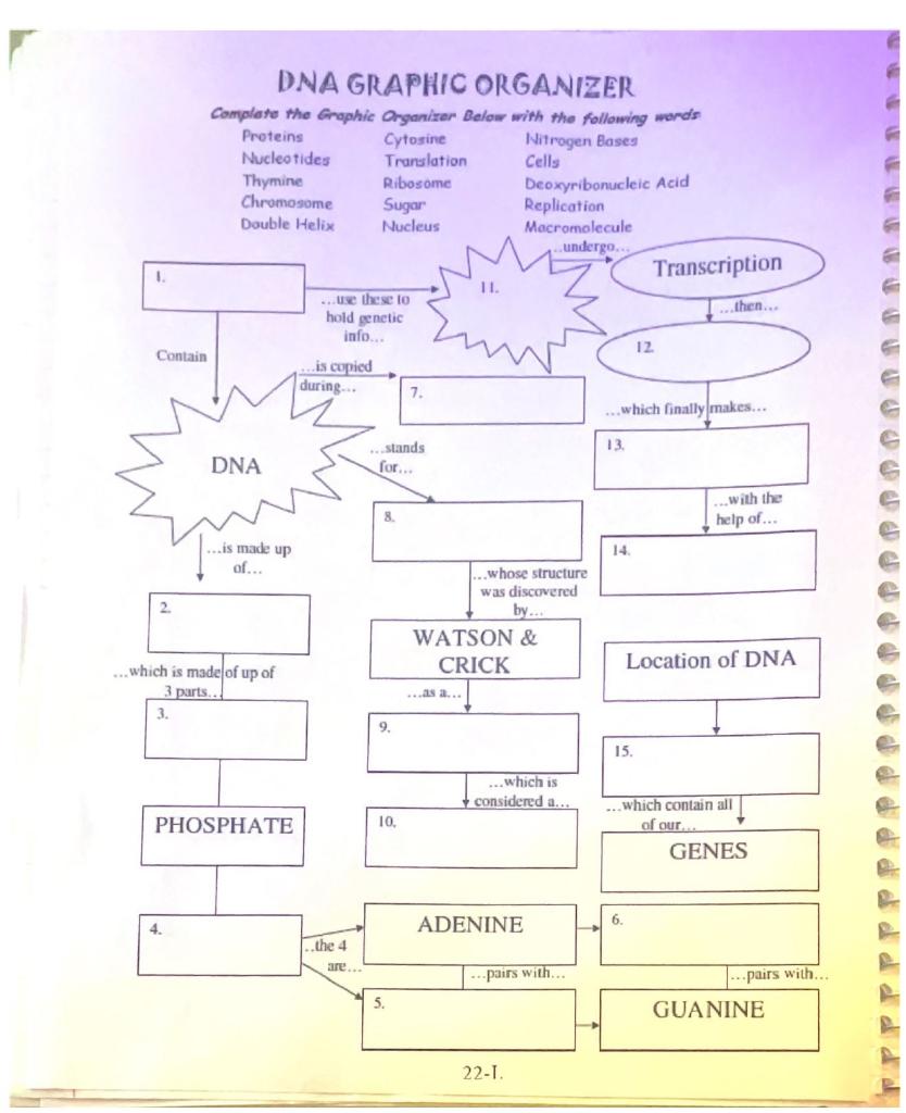 Solved DNA GRAPHIC ORGANIZER Complate the Grophic Organizer | Chegg.com