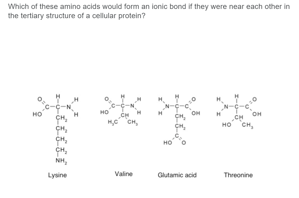 Solved Which of these amino acids would form an ionic bond | Chegg.com