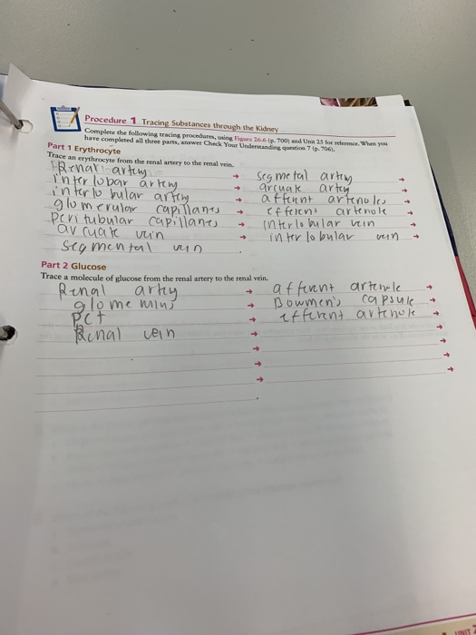 Solved Procedure 1 Tracing Substances through the Kidney | Chegg.com