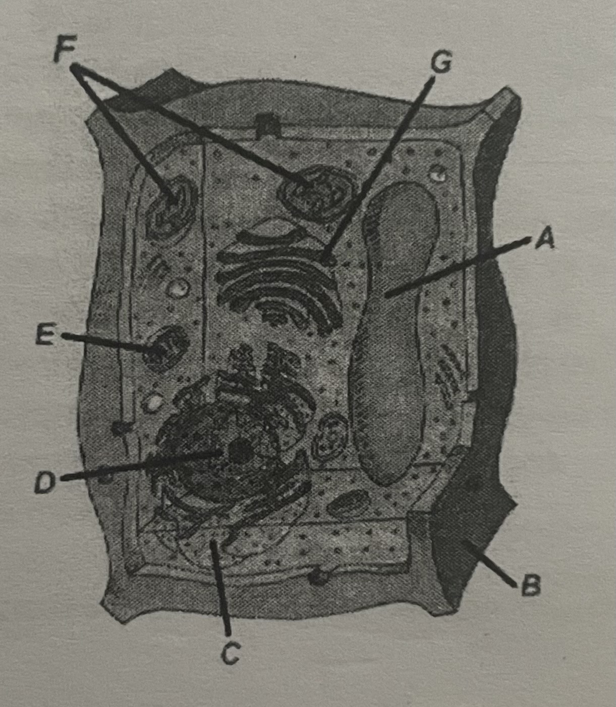 Solved Identify the plant cell parts in the diagram below, | Chegg.com