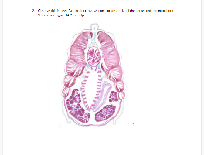 Solved 2. Observe this image of a lancelet cross-section. | Chegg.com