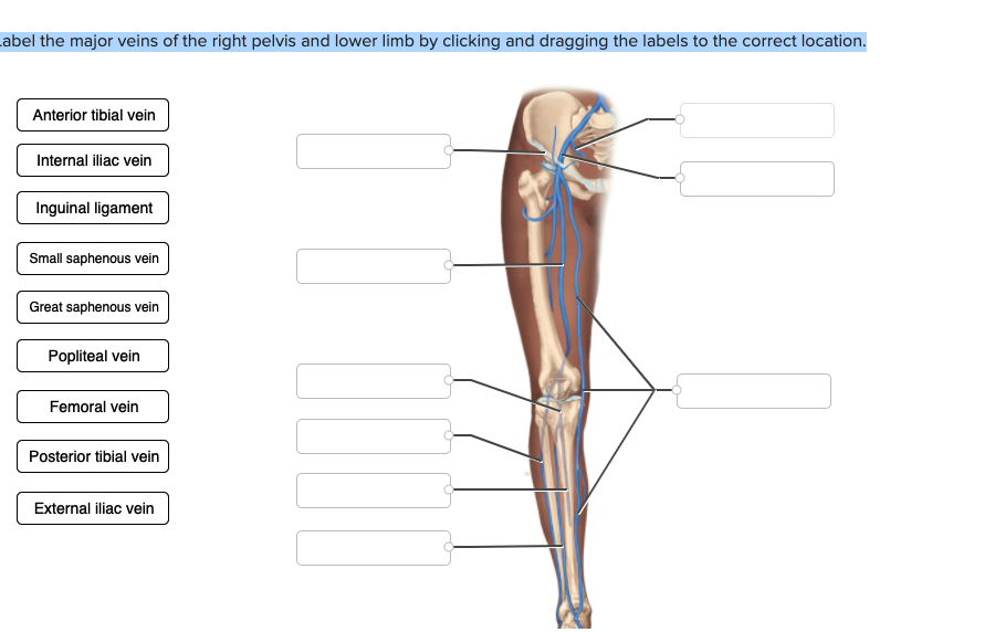 Solved abel the major veins of the right pelvis and lower | Chegg.com