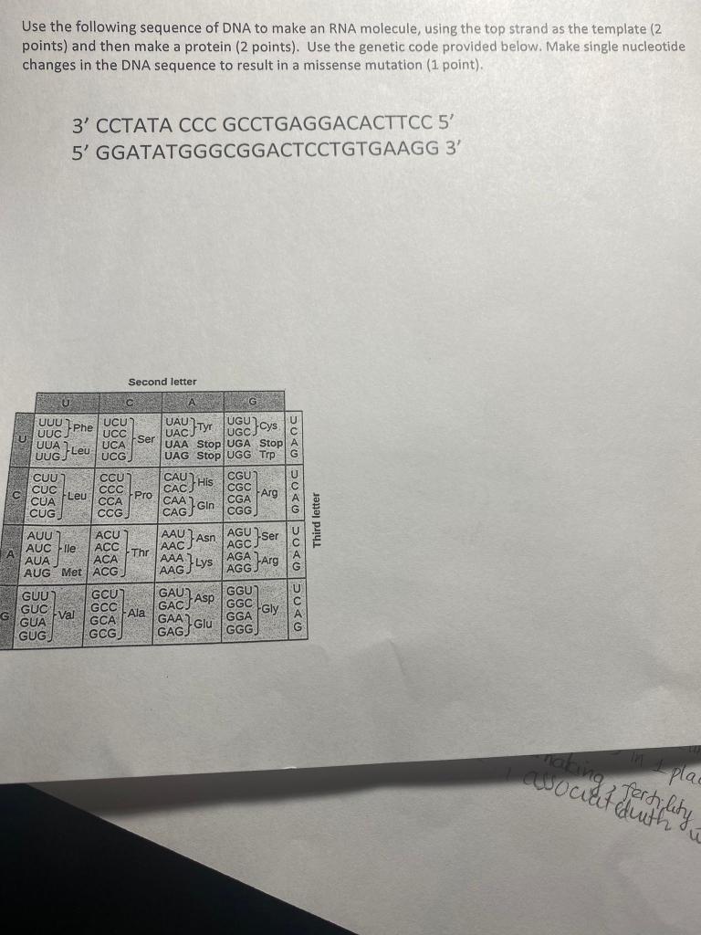 Solved Use the following sequence of DNA to make an RNA | Chegg.com