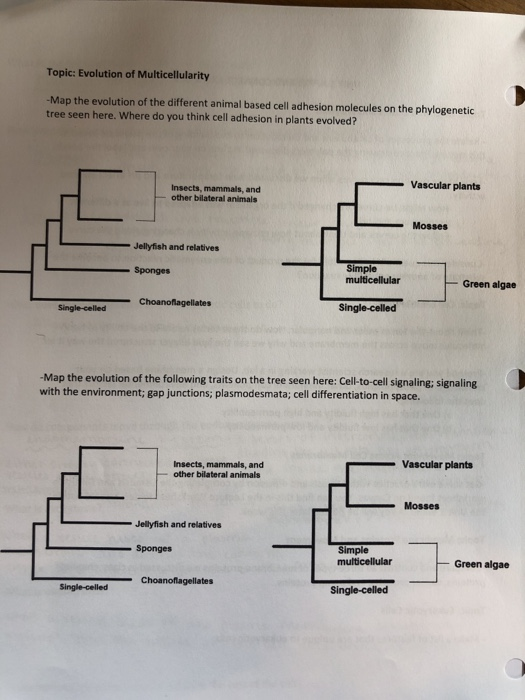 Solved Topic: Evolution of Multicellularity Map the | Chegg.com