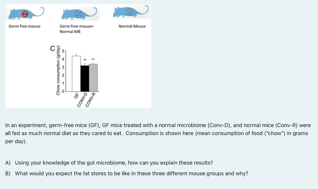 In an experiment, germ-free mice (GF), GF mice | Chegg.com