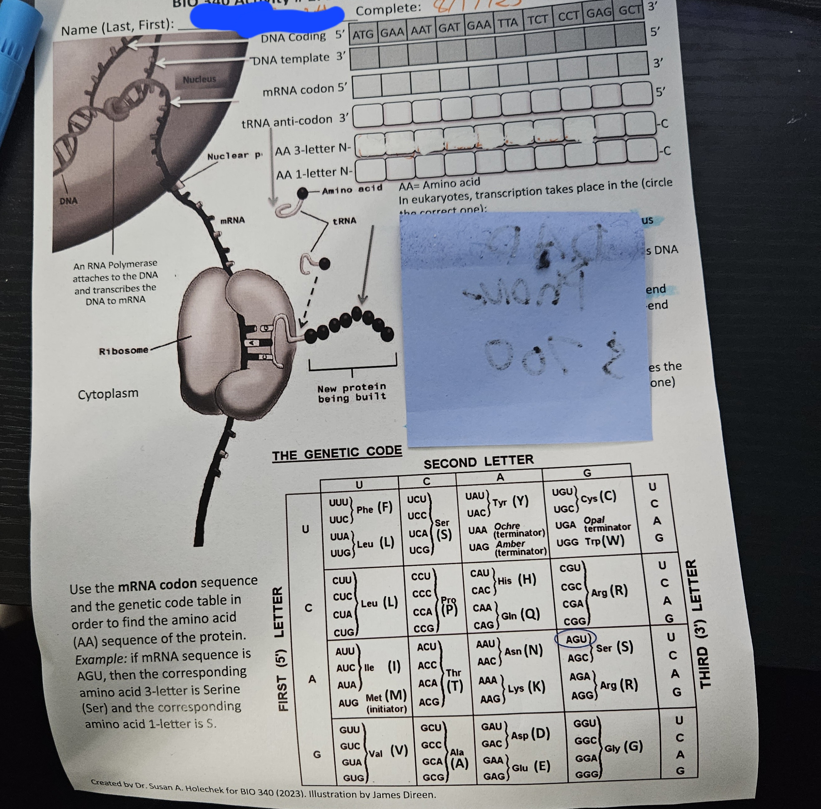 Solved Name (Last, First): Complete: | Chegg.com