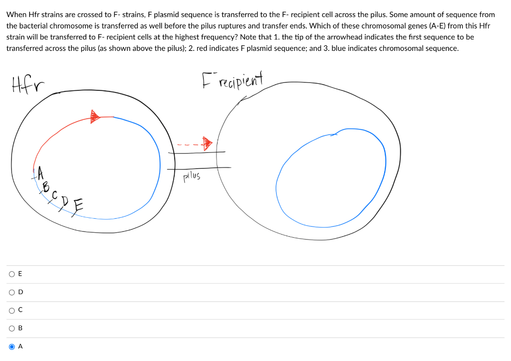 Solved When Hfr strains are crossed to F-strains, F plasmid | Chegg.com
