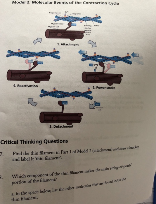 Solved Model 2: Molecular Events of the Contraction Cycle | Chegg.com