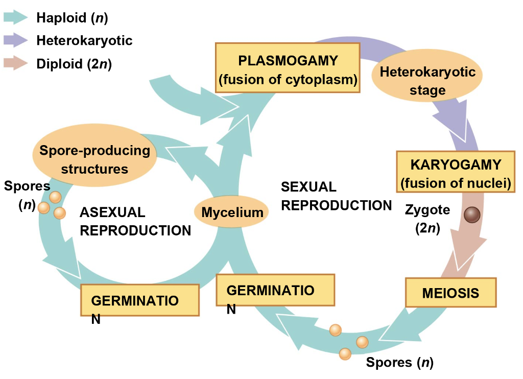 Solved Haploid (n) Heterokaryotic Diploid (2n) PLASMOGAMY | Chegg.com