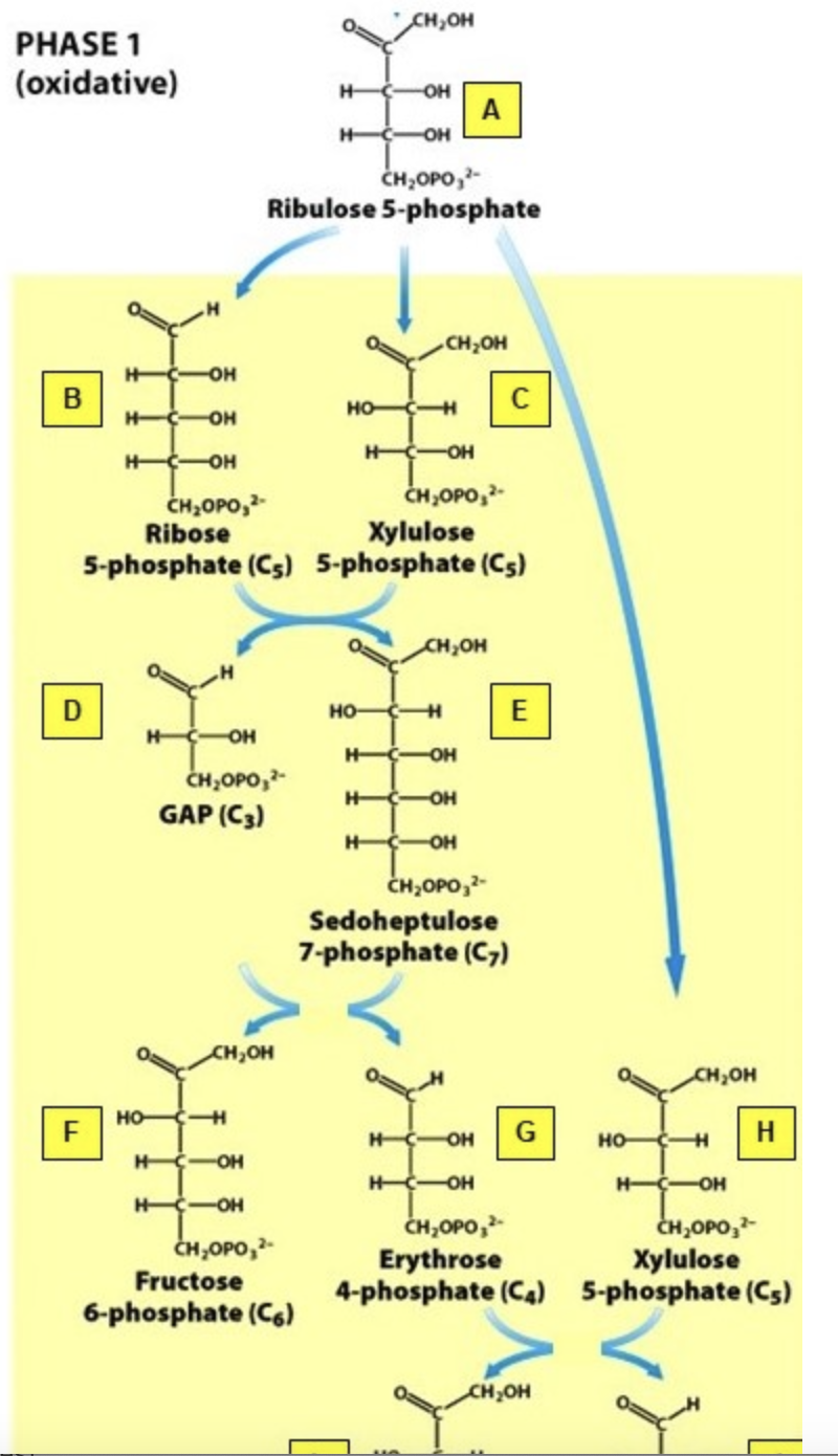 The 3’-hydroxyl of ribulose-5-phosphate (R-5-P) is | Chegg.com