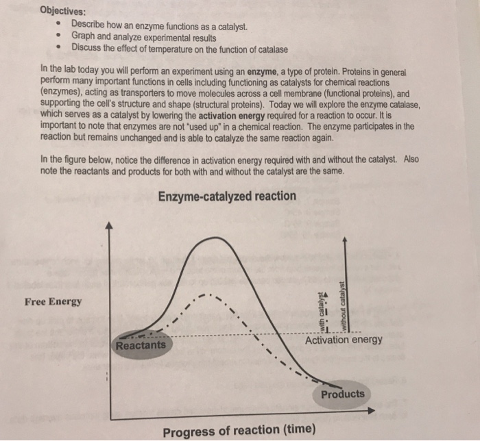 Solved Objectives: Describe how an enzyme functions as a | Chegg.com