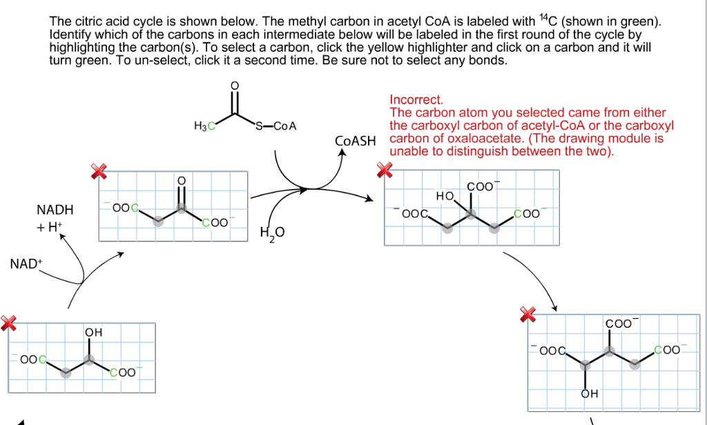 Solved The citric acid cycle is shown below. The methyl | Chegg.com