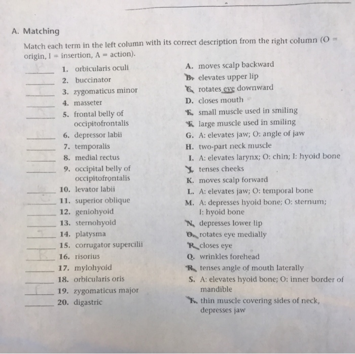 Solved A. Matching Match each term in the left column with | Chegg.com