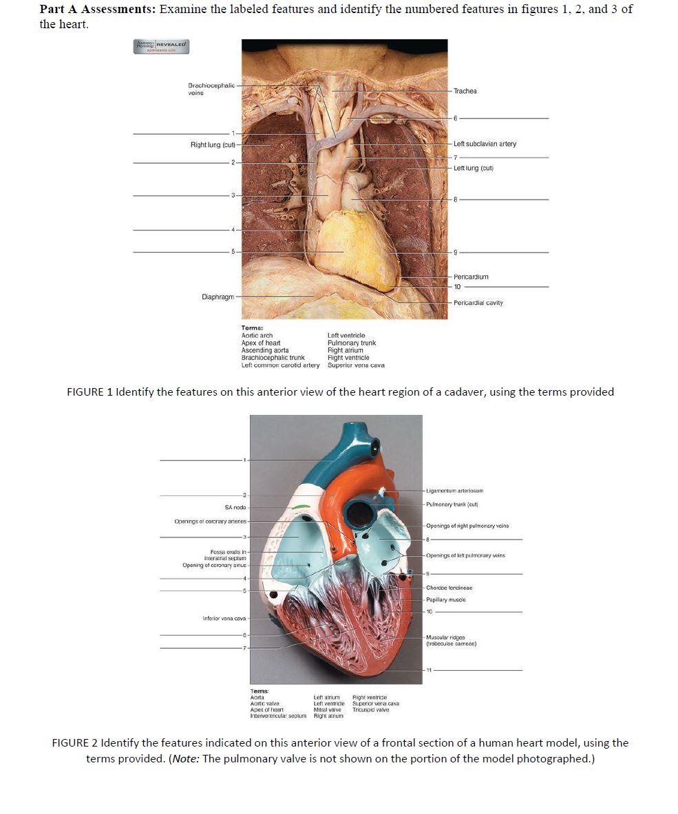 Solved Part A Assessments: Examine the labeled features and | Chegg.com