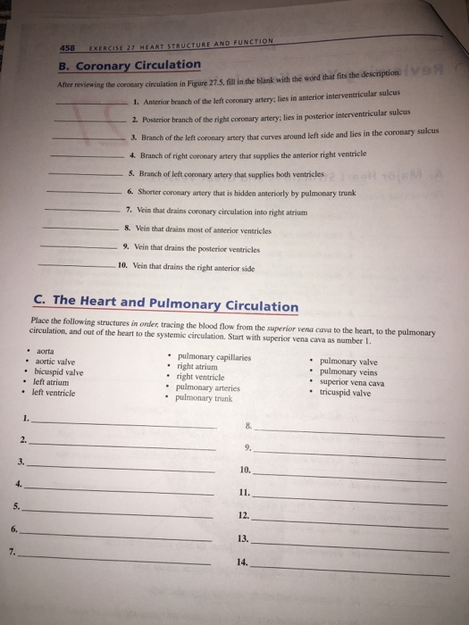 Solved 458一一EXERCISE 27 HEART STRUCTURE AND FUNCTION B. | Chegg.com