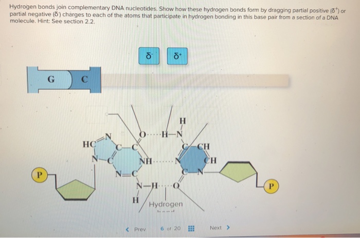 Solved Hydrogen bonds join complementary DNA nucleotides. | Chegg.com