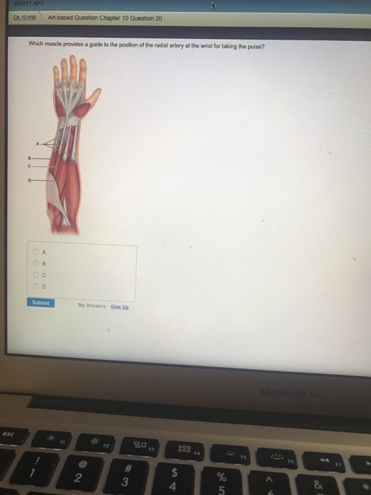 Solved Which muscle provides a guide to the position of the | Chegg.com