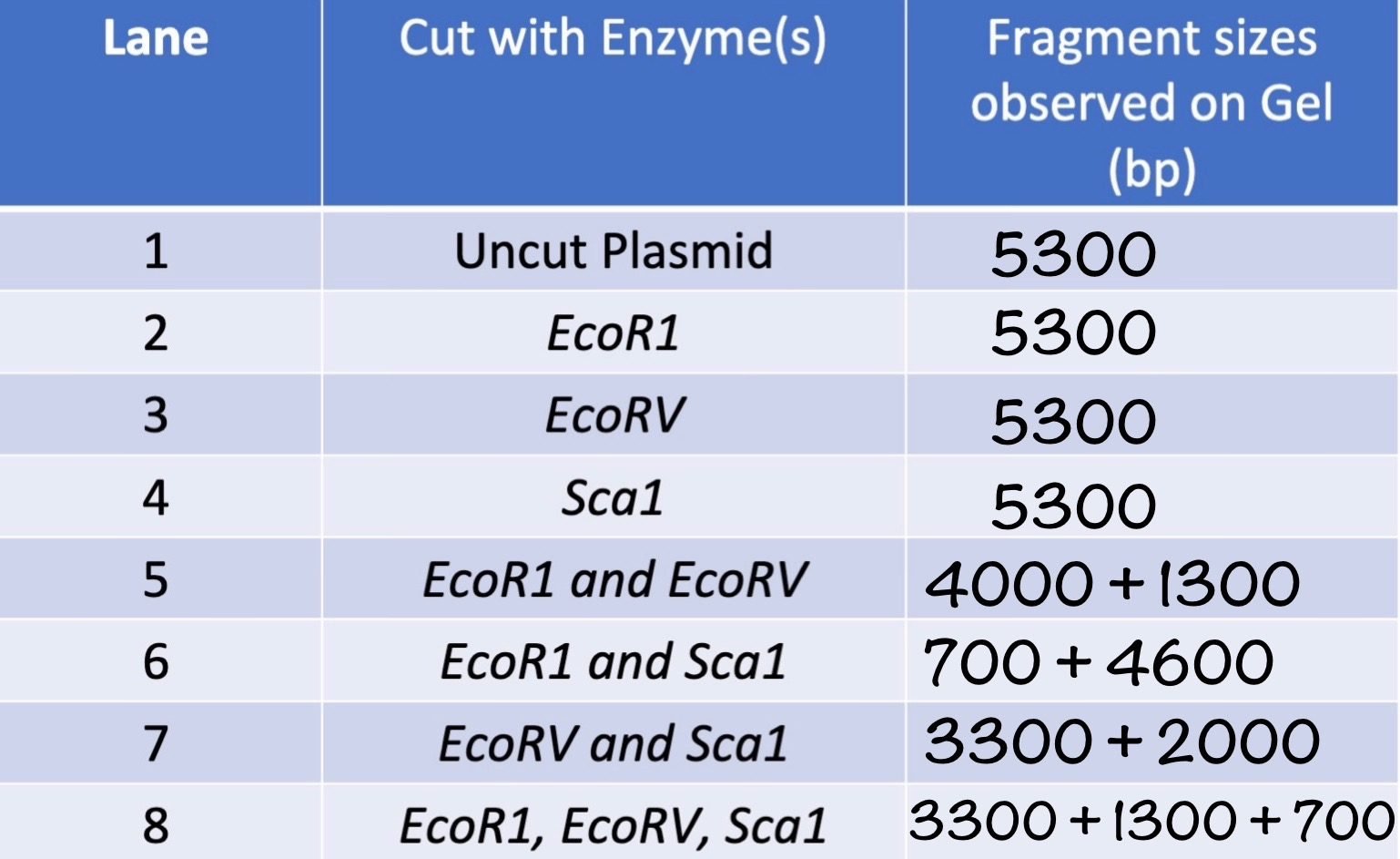 Solved Lane Cut with Enzyme(s) Uncut Plasmid EcoR1 ECORV anm | Chegg.com