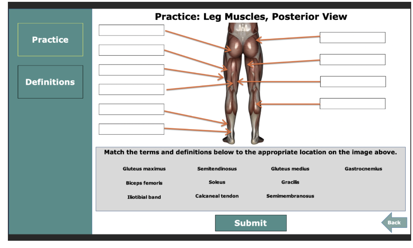 Solved Practice: Leg Muscles, Posterior View Practice | Chegg.com