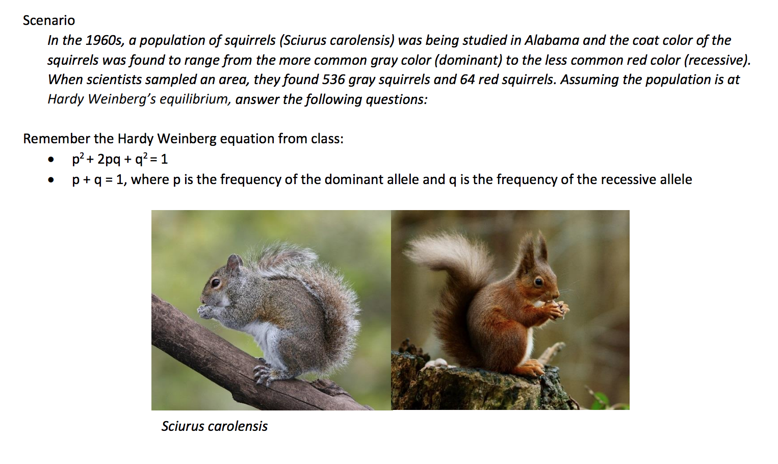 Solved Scenario In the 1960s, a population of squirrels | Chegg.com
