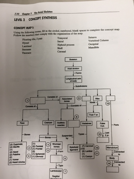 Solved 130 Chapter7 The Axial Skeleton LEVEL 2 CONCEPT | Chegg.com