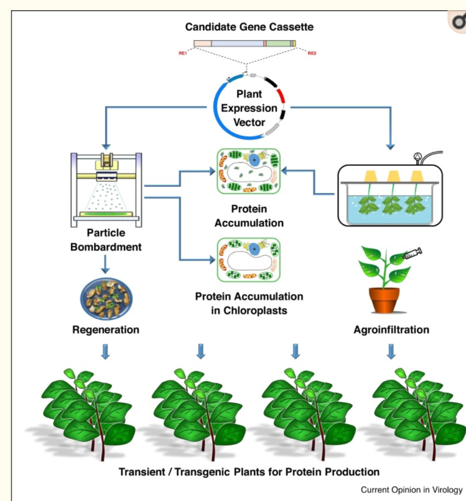 Solved Candidate Gene Cassette RE2 Plant Expression Vector | Chegg.com