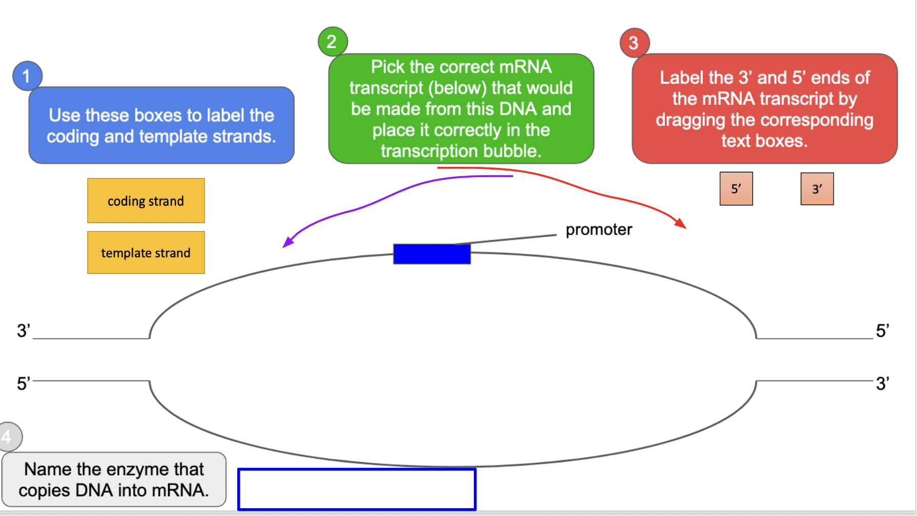 Solved 2 3 1 Use these boxes to label the coding and | Chegg.com