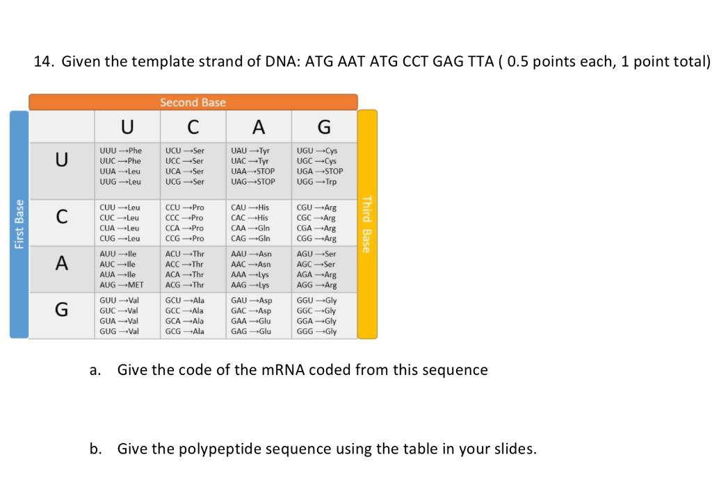 Solved 14. Given the template strand of DNA: ATG AAT ATG CCT | Chegg.com