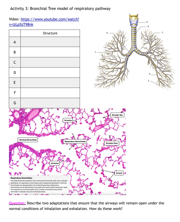 Solved Activity 3: Bronchial Tree model of respiratory | Chegg.com