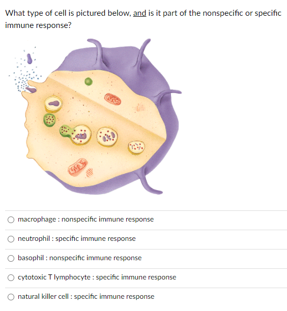 Solved What type of cell is pictured below, and is it part | Chegg.com