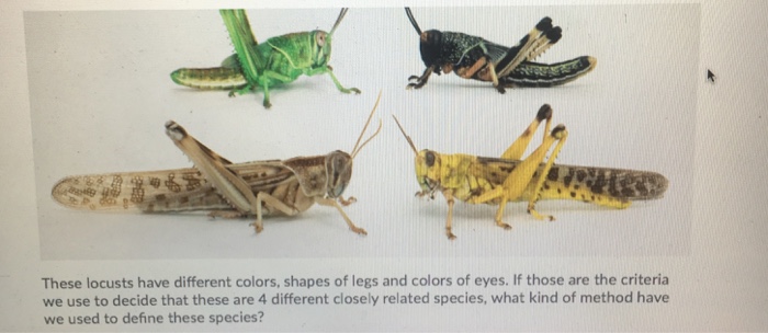 Solved These locusts have different colors, shapes of legs | Chegg.com