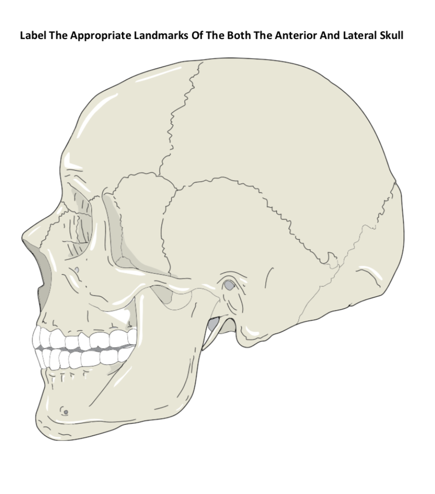 Solved Examine the different bones of the skull, look into | Chegg.com