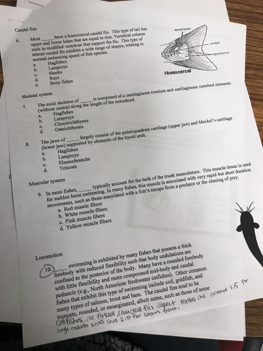 Caudal fins 6. Most have a homocercal caudal fin. | Chegg.com