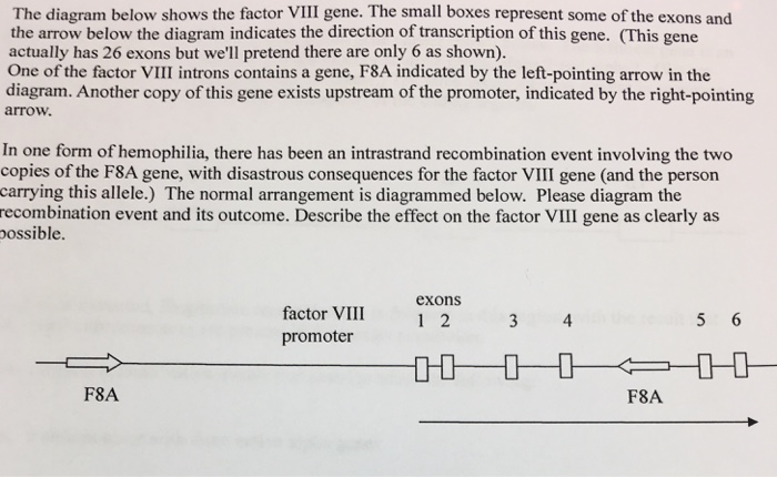 Solved: The Diagram Below Shows The Factor VIII Gene. The ... | Chegg.com