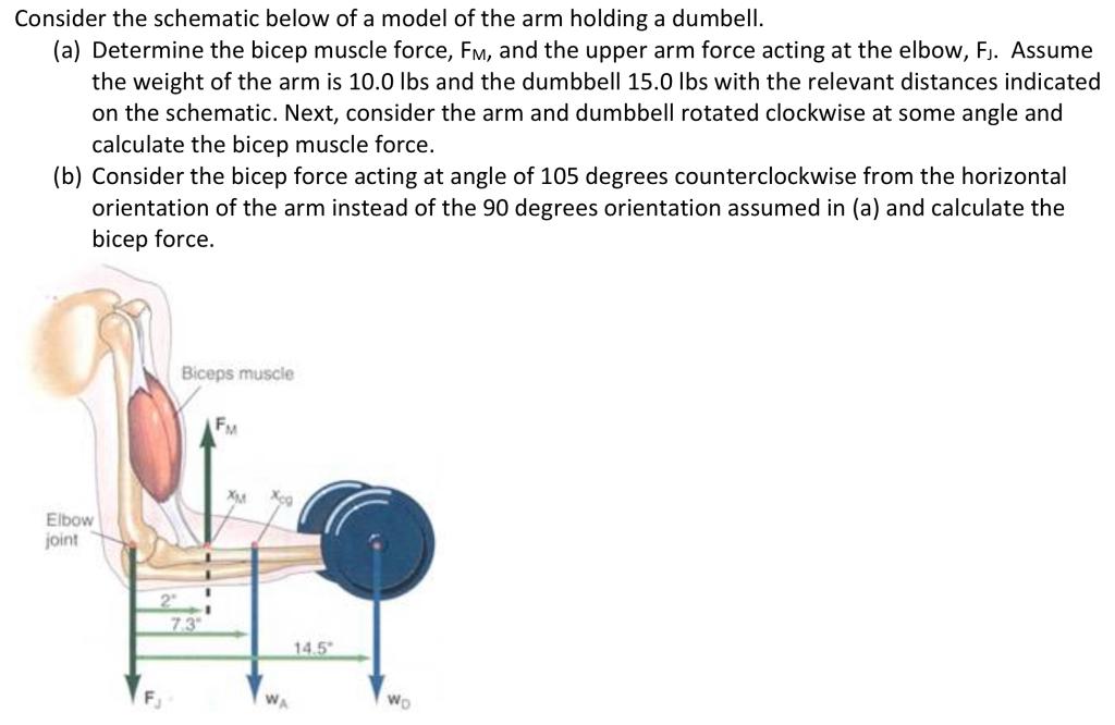 Solved Consider the schematic below of a model of the arm | Chegg.com