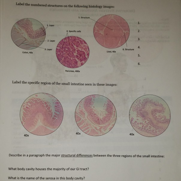 Solved Label the numbered structures on the following | Chegg.com