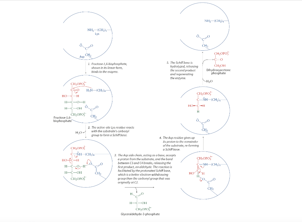 Solved 4. The Asp residue gives up its prot of the s a | Chegg.com