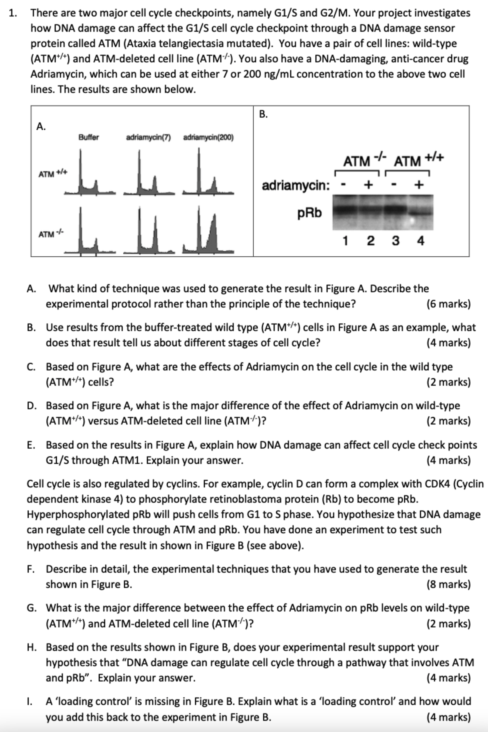 Solved There are two major cell cycle checkpoints, namely | Chegg.com