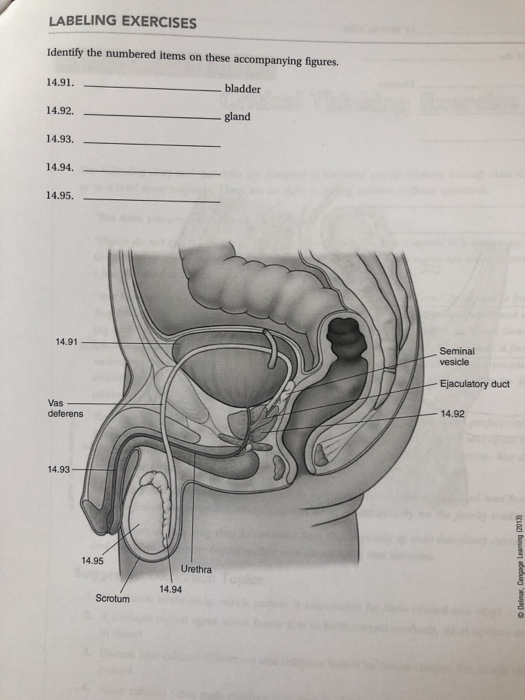 Solved LABELING EXERCISES Identify the numbered items on | Chegg.com