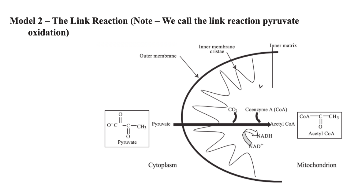 Solved Model 2 – The Link Reaction (Note – We call the link | Chegg.com