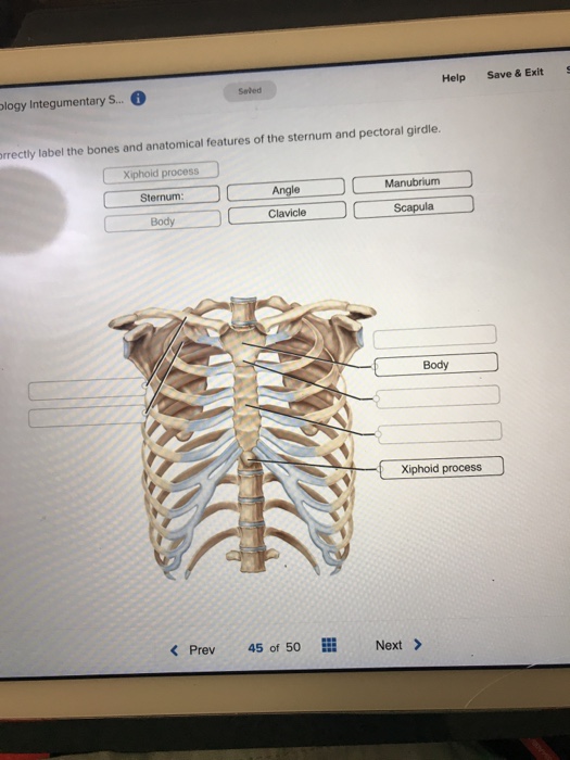 Solved Help Save Exit Srled Logy Integumentary S Rrec Chegg