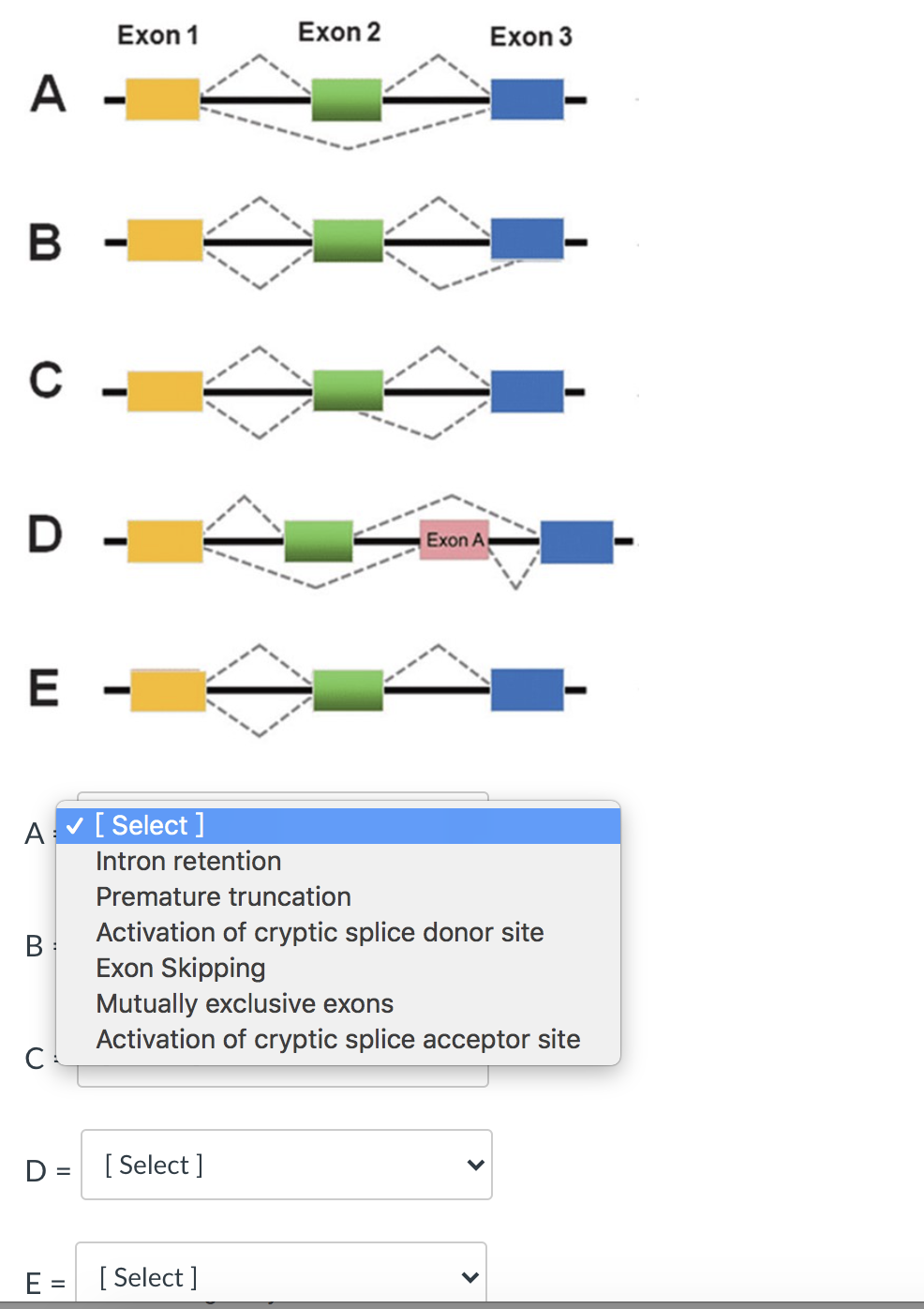 Solved For each of these splicing patterns, the upper dotted | Chegg.com