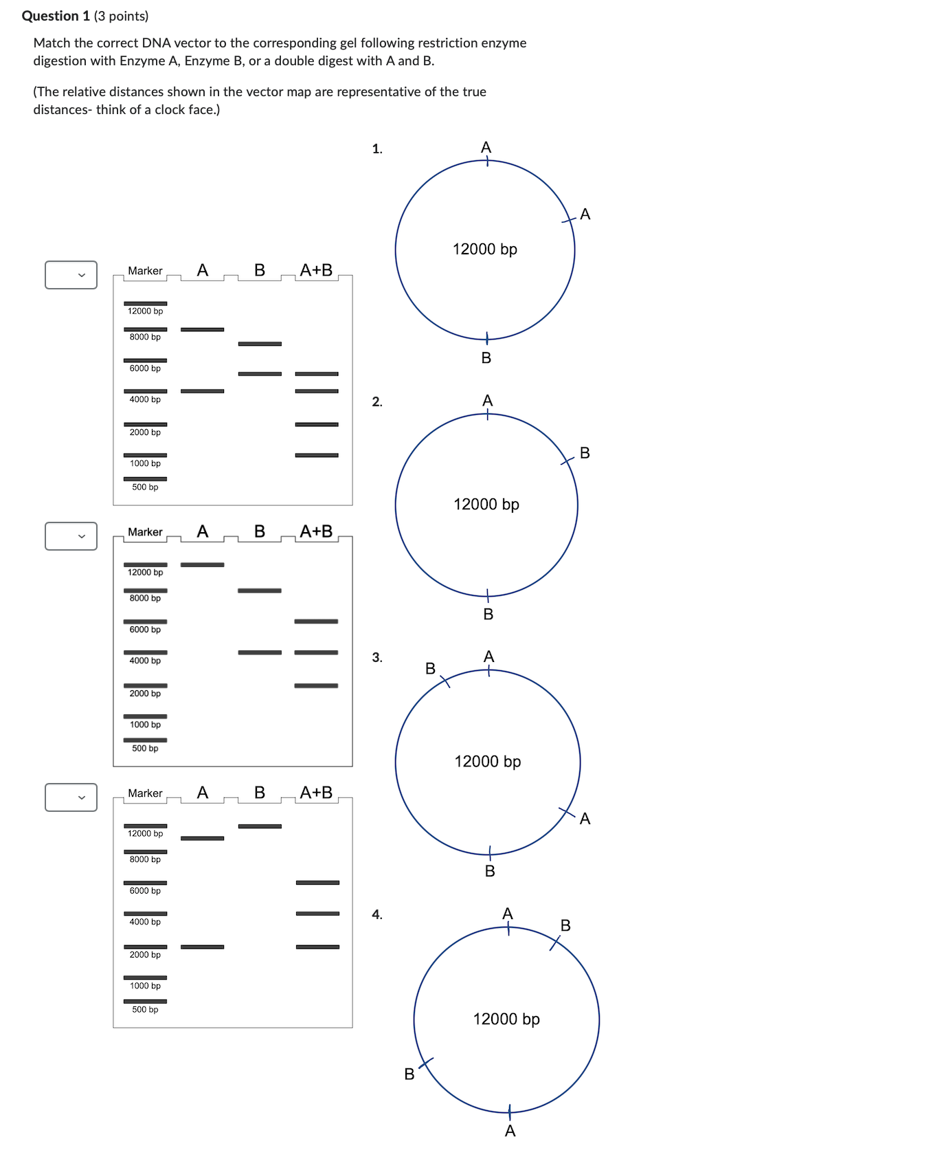 Solved Question 1 (3 ﻿points) ﻿Match the correct DNA vector | Chegg.com