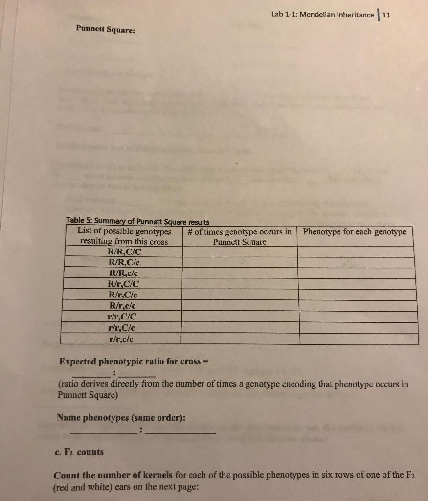 Lab 11: Mendelian Inheritance | 11 Punnett Square: | Chegg.com
