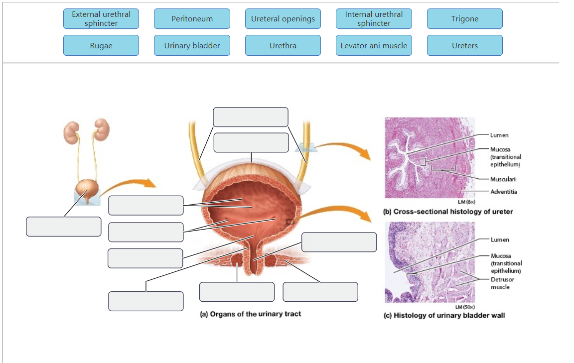 Urinary Bladder Histology Detrusor Muscle