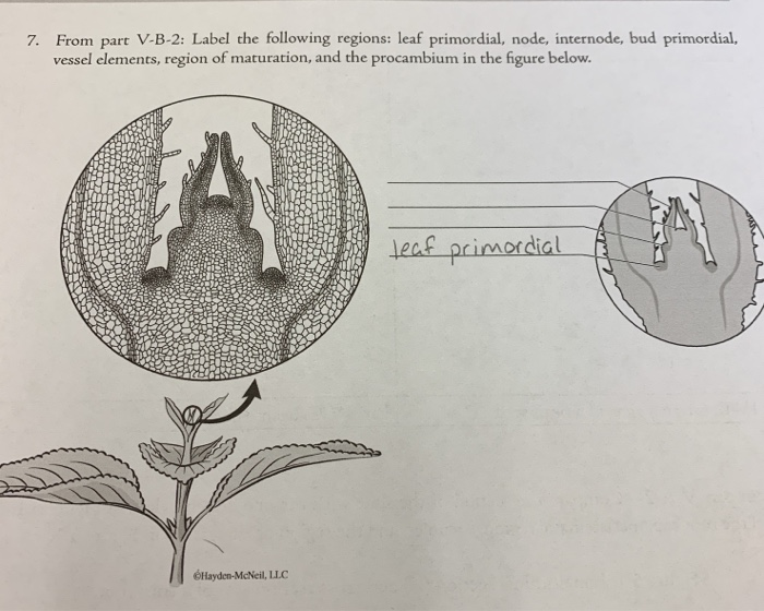 Solved 7. From part V-B-2: Label the following regions: leaf | Chegg.com