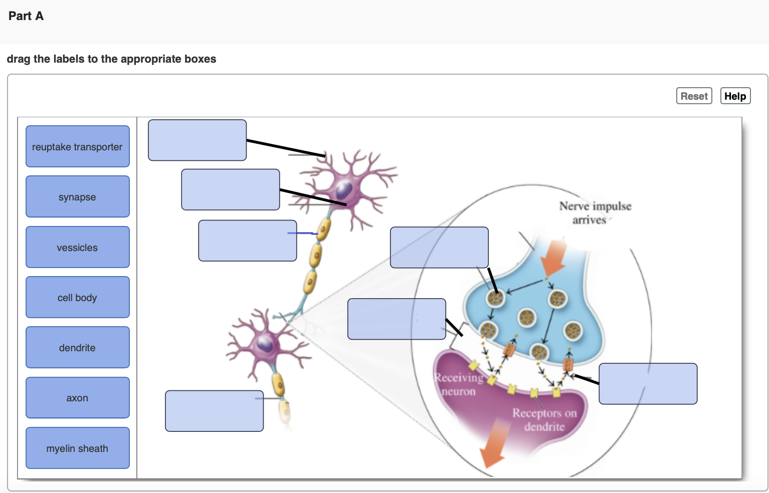 Solved drag the labels to the appropriate boxes | Chegg.com
