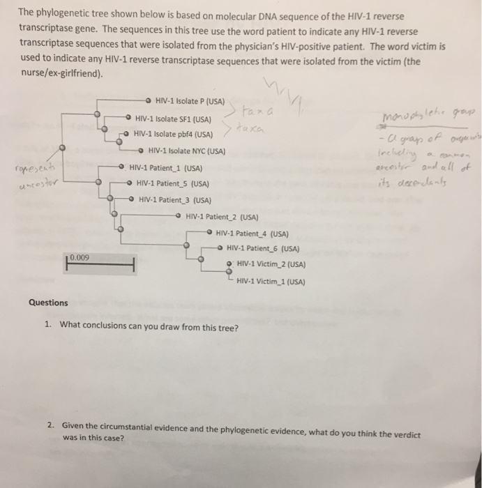 Solved The phylogenetic tree shown below is based on | Chegg.com