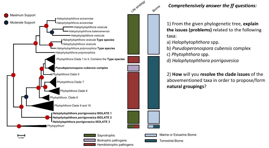 Based on the given phylogenetic tree, what are | Chegg.com